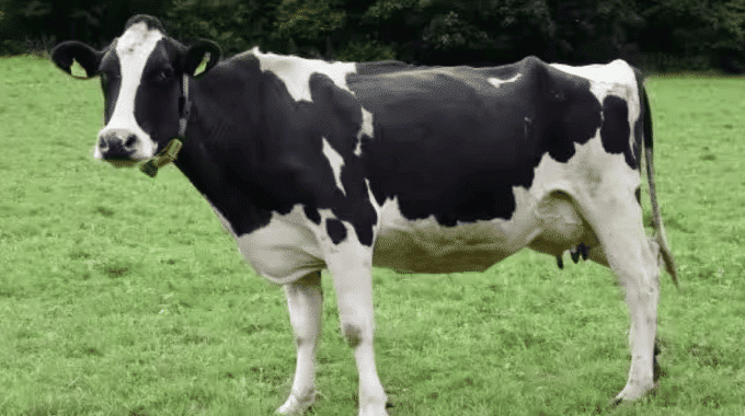 PCR Is a Game Changer for Mastitis Management - CentralStar Cooperative ...