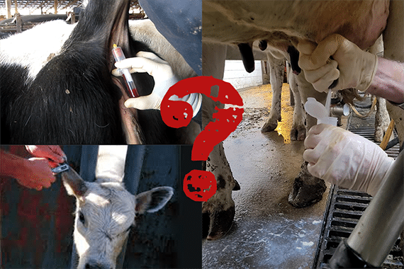 What is the best way to A2 test my dairy animals? - CentralStar ...
