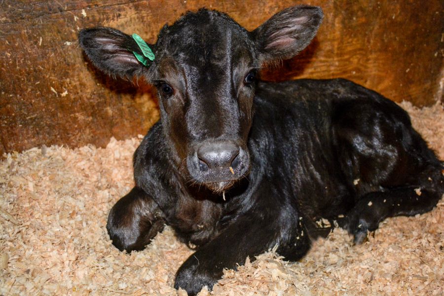 Calf Market Craziness - CentralStar Cooperative, Inc. Calf Market Craziness - CentralStar Cooperative, Inc.