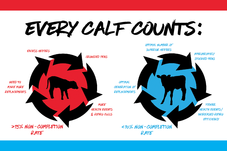 Every calf counts: Why reducing heifer non-completion is key to herd ...