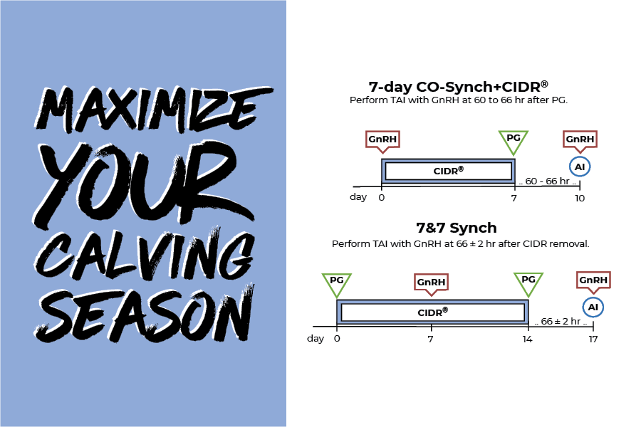 Maximize your calving season: Tips for a successful program ...